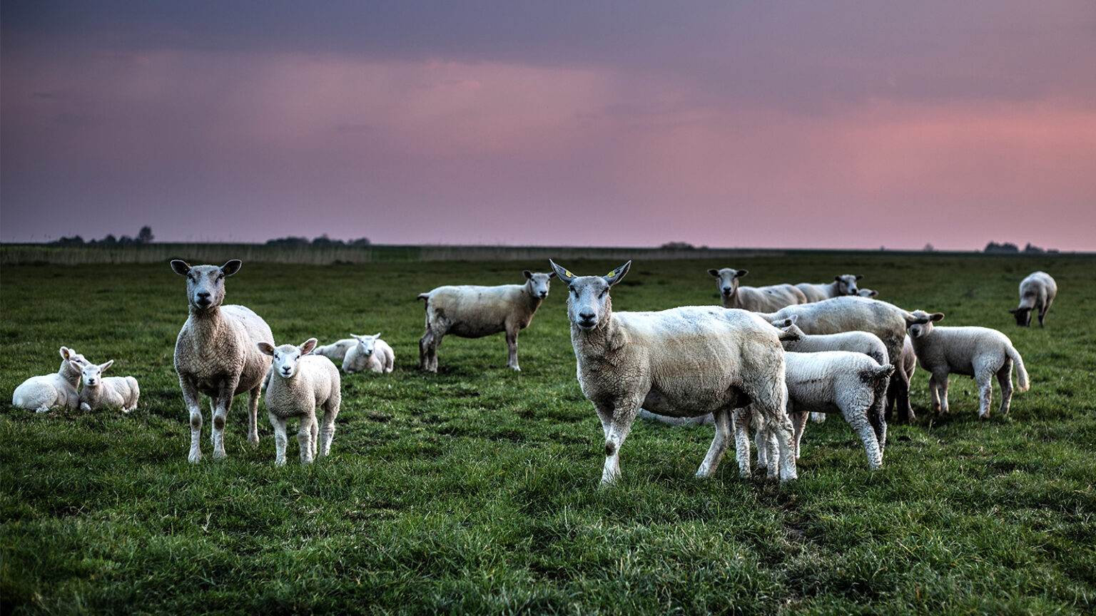 Not all who harm the church are wolves. Some are renegade sheep.