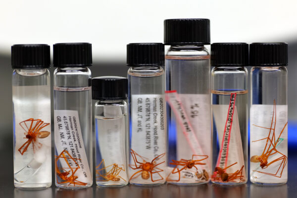 A Native naming ceremony welcomes newly discovered spider into ...